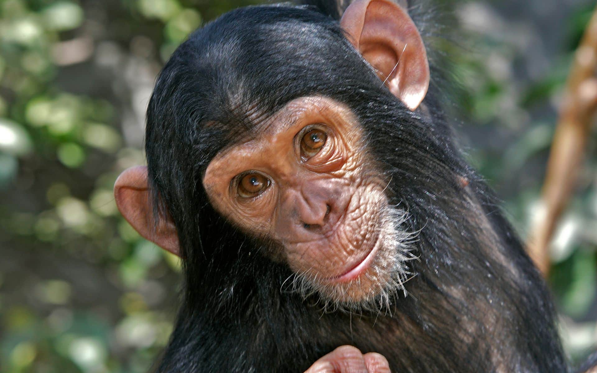 Chimpanzee and Toddler Study Ends in a Tragic Twist