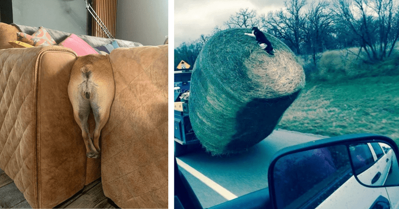 20 Hilarious Mistakes That Lived to See the Light of the Internet ...