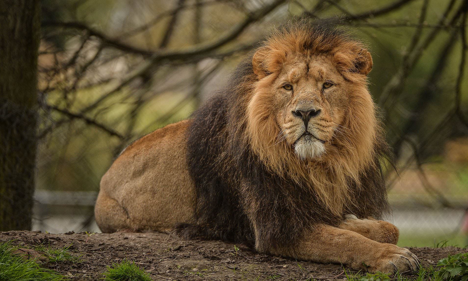 Tragedy at UK zoo as rare lion known for its 'loud, booming calls' is ...
