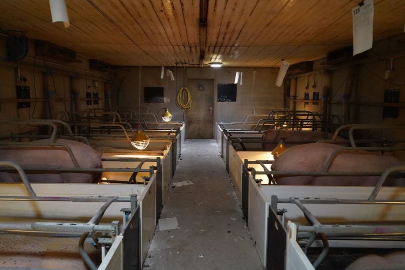 Supermarket pork supplier Cranswick to invest £40m to boost animal ...