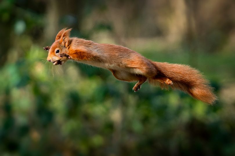 Breathtaking photos show endangered red squirrels leaping through air ...