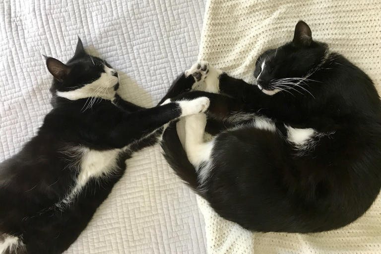 20-Year-Old Grandma Cat Grooming Her 2-Year-Old Grandson Tugs at the ...