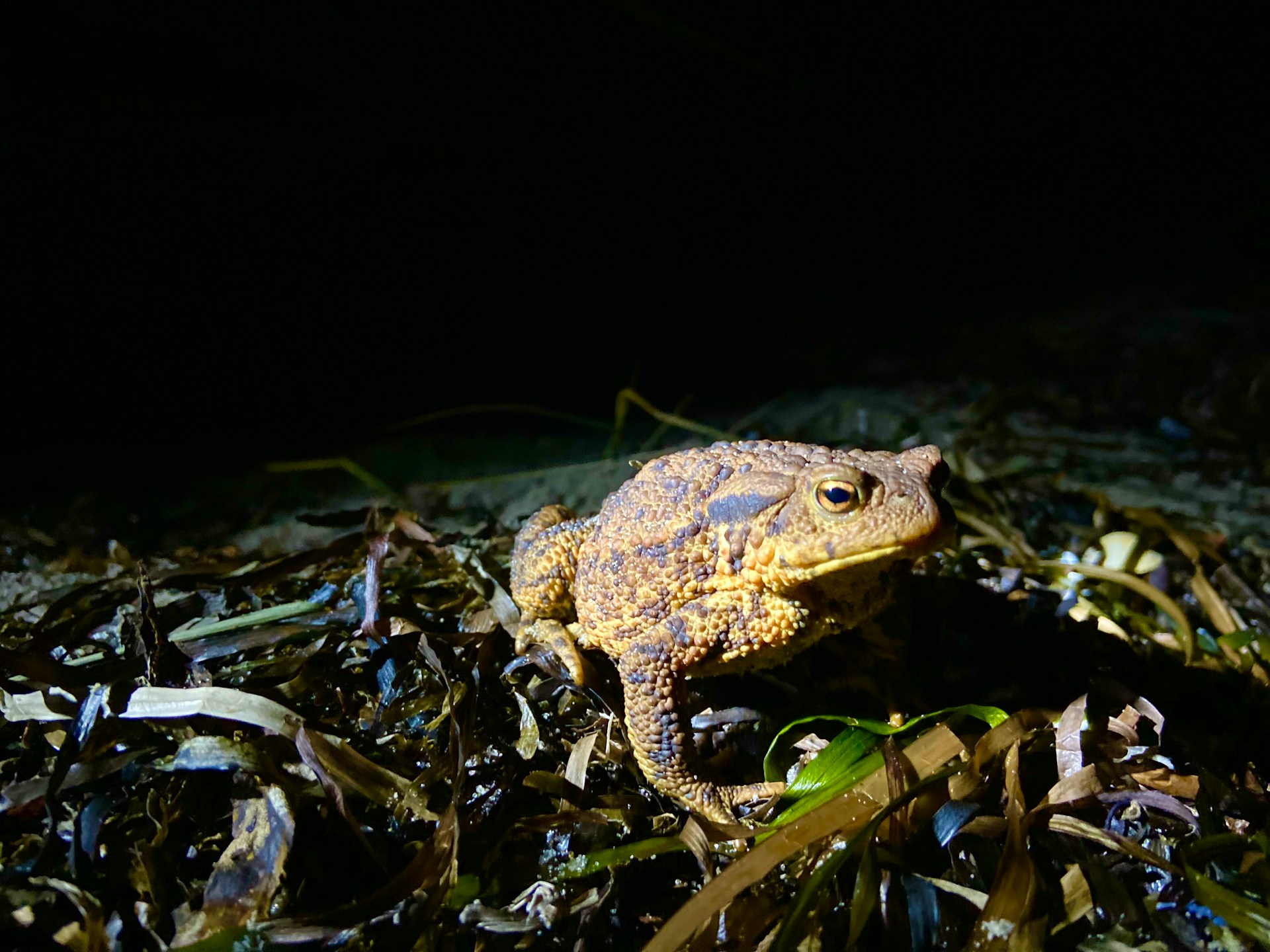 14 Odd Habits Animals Do at Night