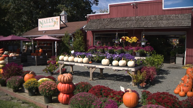Pumpkin Hill at Nalls Produce is back for the fall season in Franconia