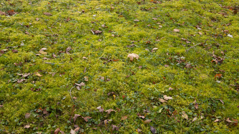 What Moss Growing In Your Yard Really Says About Lawn Health