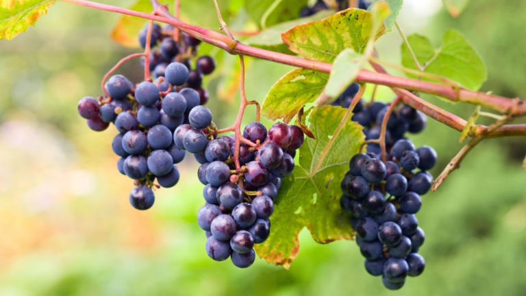 How to Plant, Grow, and Care For Concord Grapes
