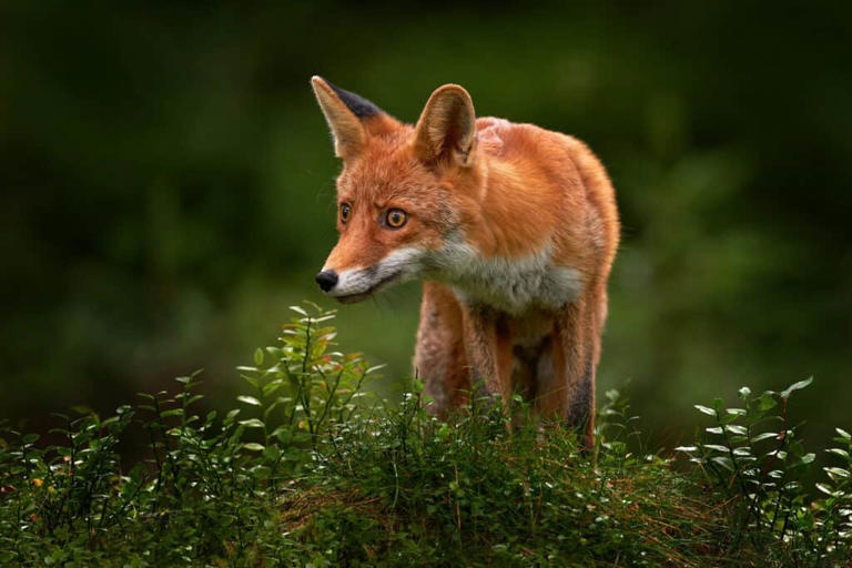 Creatures of the Night: 7 Animals with Incredible Low Light Vision