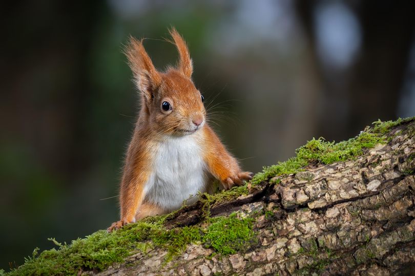 Breathtaking photos show endangered red squirrels leaping through air ...