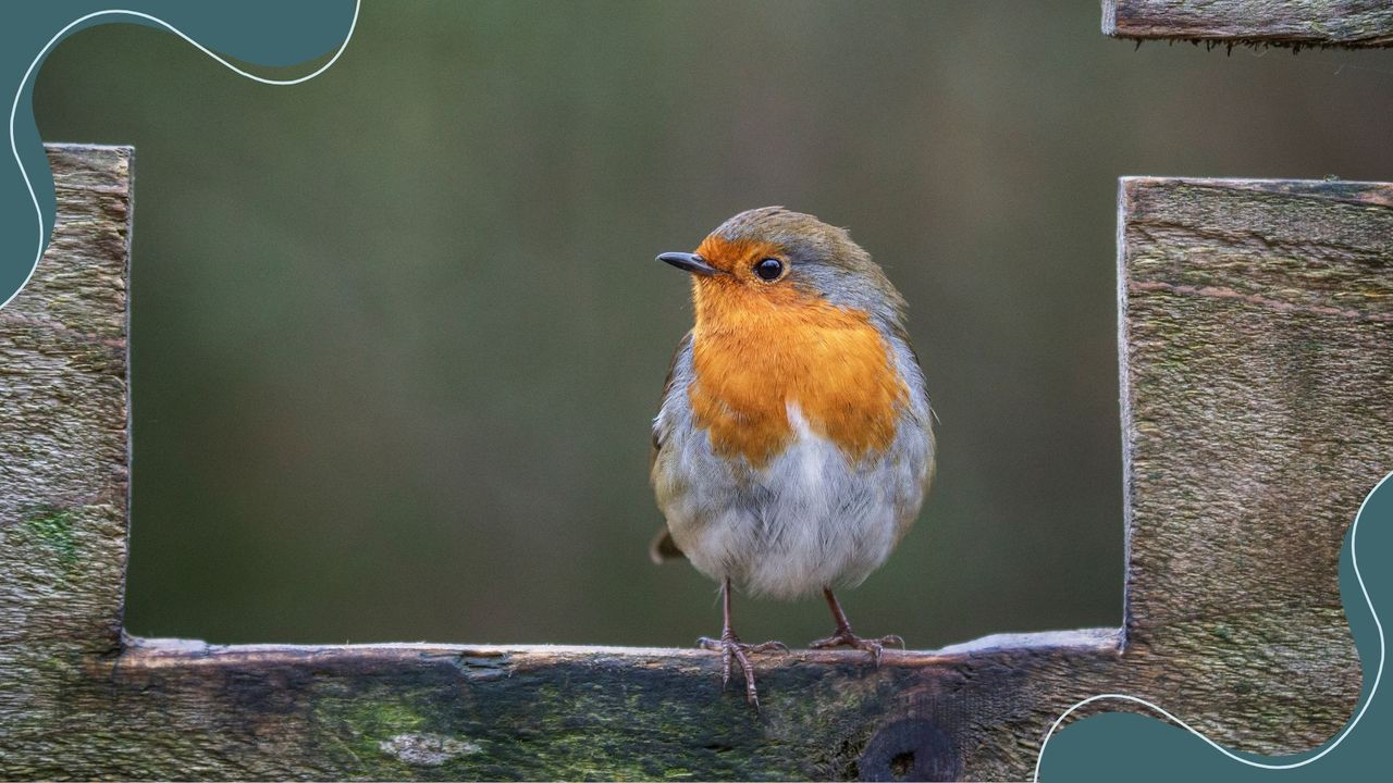 Robins will be flocking to your garden if you do these 5 simple things ...
