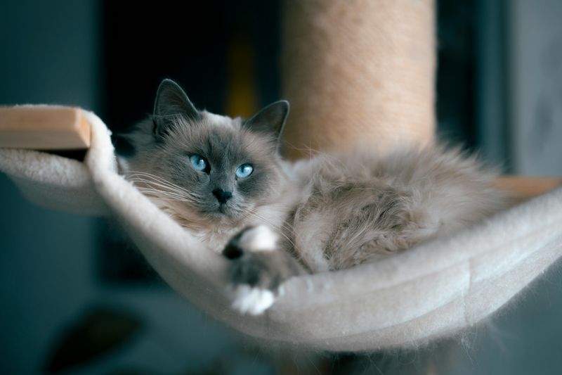 Chill Cat Breeds That Fit Right Into Relaxed Homes
