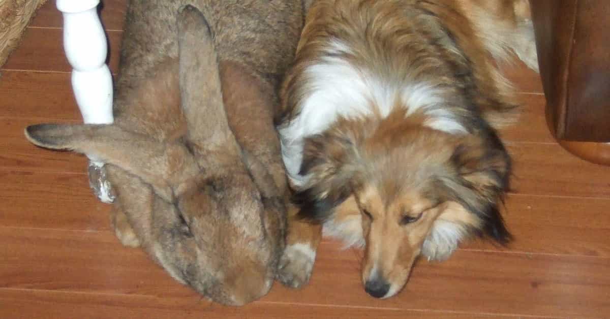 Giant rabbits that make great pets