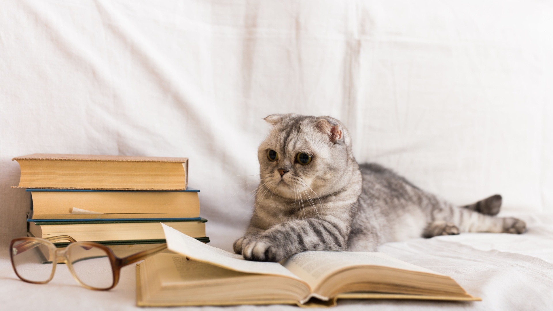 Chill Cat Breeds That Fit Right Into Relaxed Homes