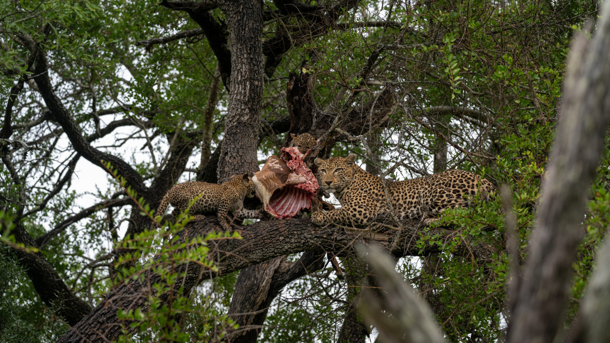 AI Analysis Re-Dates When Humans Moved from Prey to Predator