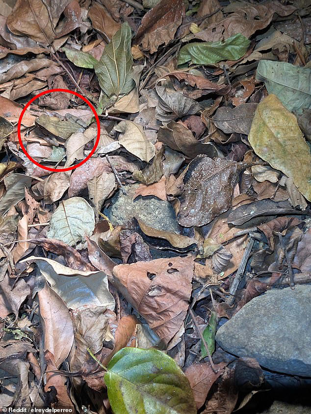 This picture of leaves with a frog hidden in it has the internet ...