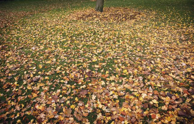 Why Experts Say You Shouldn't Let Leaves Pile Up