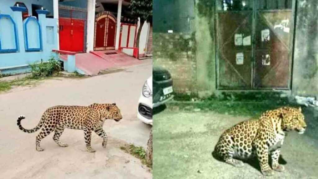 Fake Leopard Photo | చిరుత సంచరిస్తున్నట్లు నకిలీ ఫొటోలు వైరల్ ...