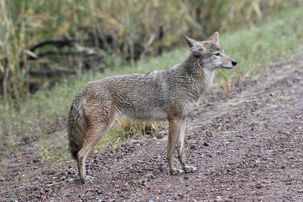 Coyote sightings on rise in Westchester villages, dog attacked