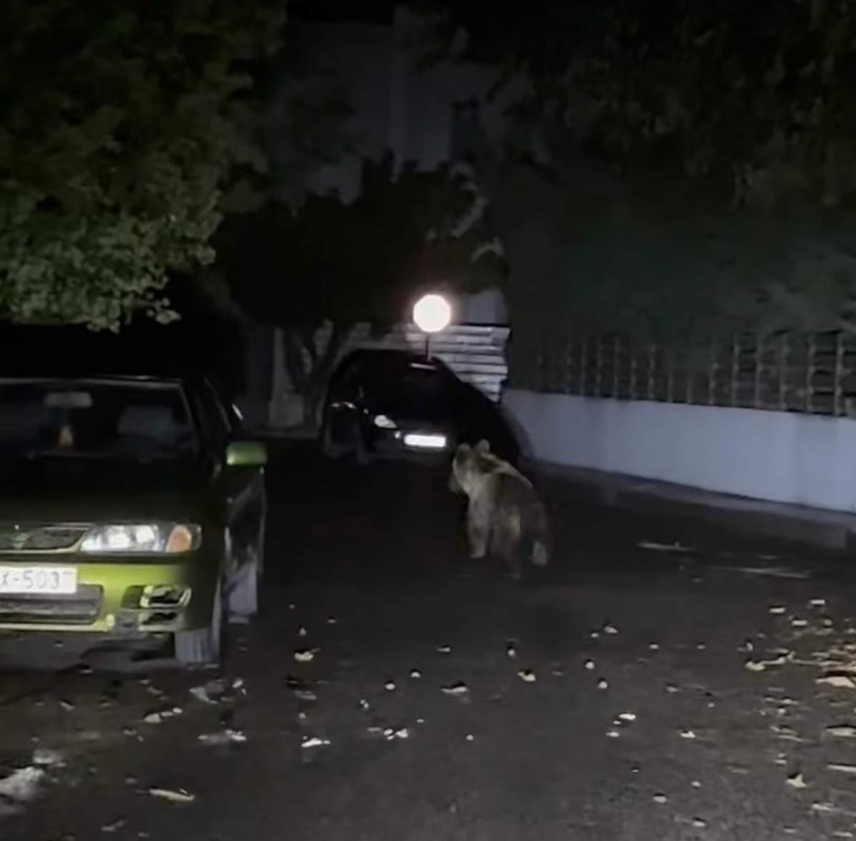 Αρκούδα «περιπλανιέται» στους δρόμους των Τρικάλων – Εικόνες