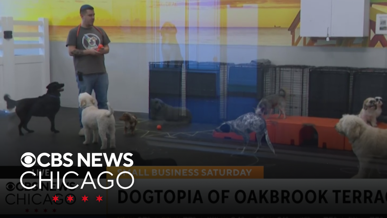 Small Business Saturday with Dogtopia