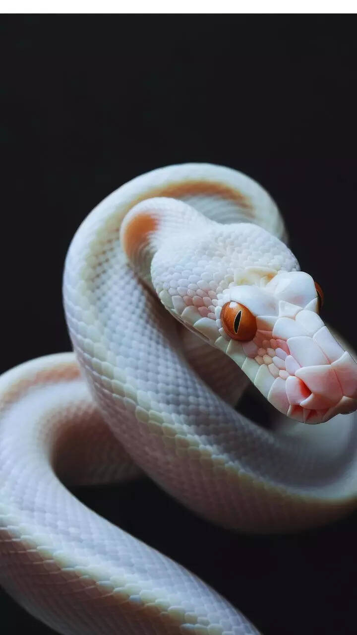 10 rare albino animals from around the world that will leave you in awe