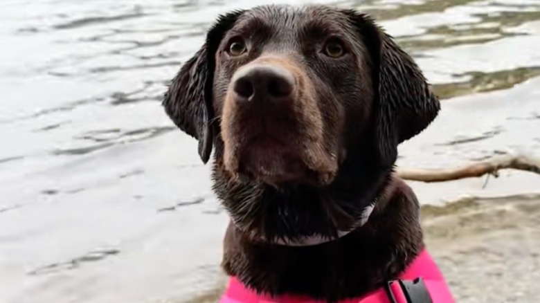 3-Legged Lab Carries Emotional Support Teddy Everywhere And It's The ...