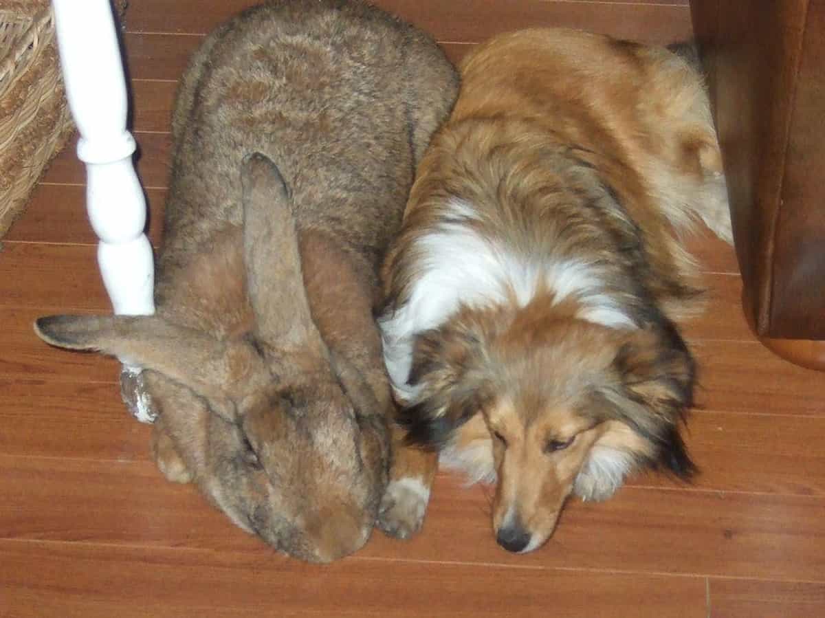 Giant rabbits that make great pets