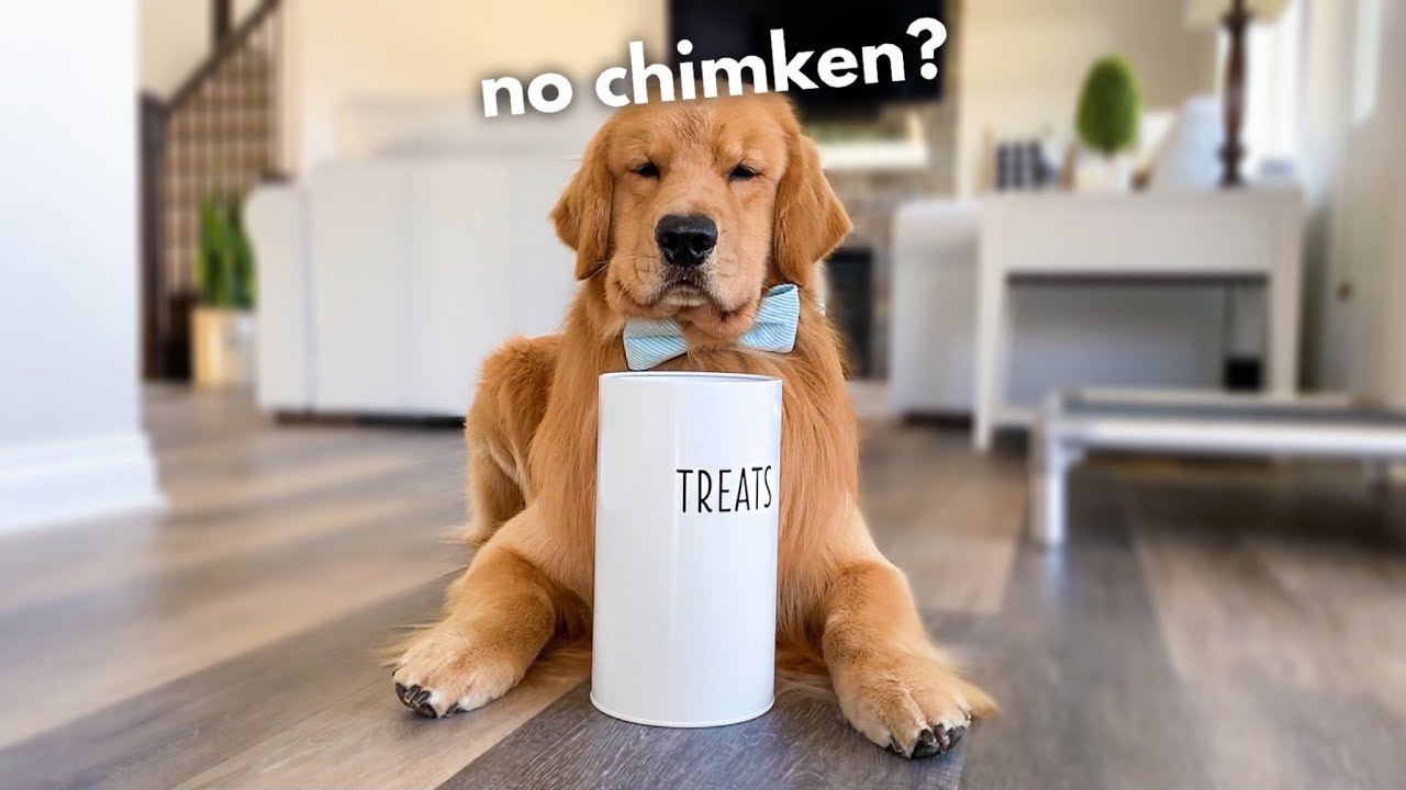 Invisible Treat Challenge With My Dog