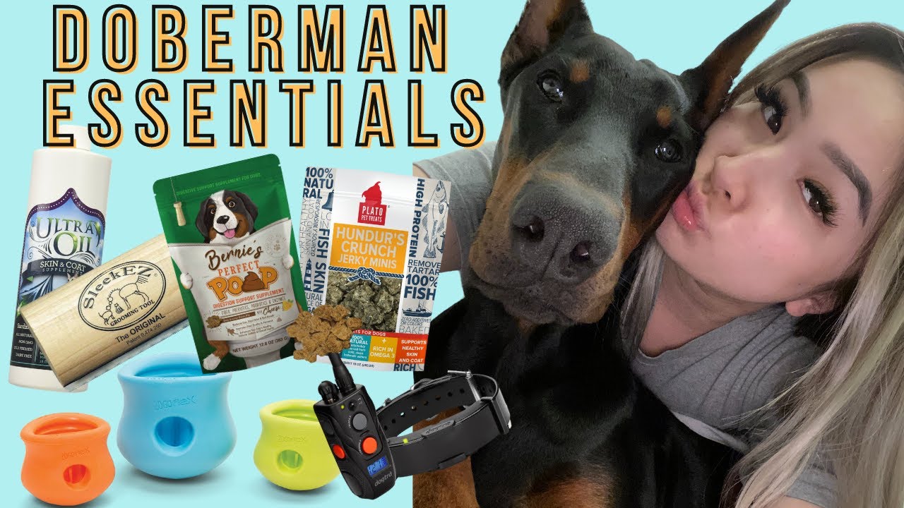Essential Gear Every Happy Doberman Needs