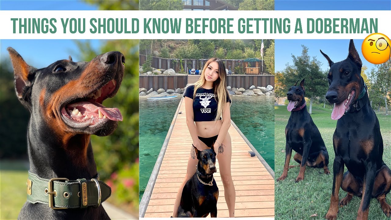 Helpful Tips Before Welcoming a Doberman Home