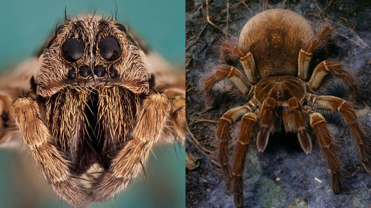 Some of the most deadly spiders in the world