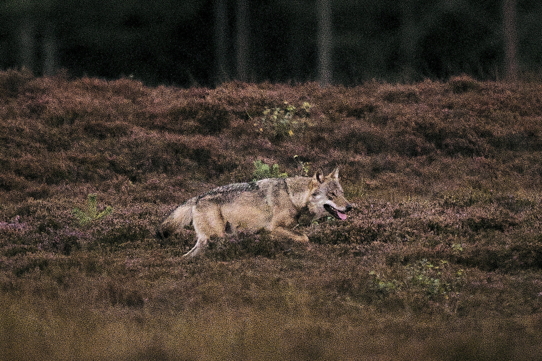 Foder til hjorte og affald kan tiltrække nysgerrige ulve
