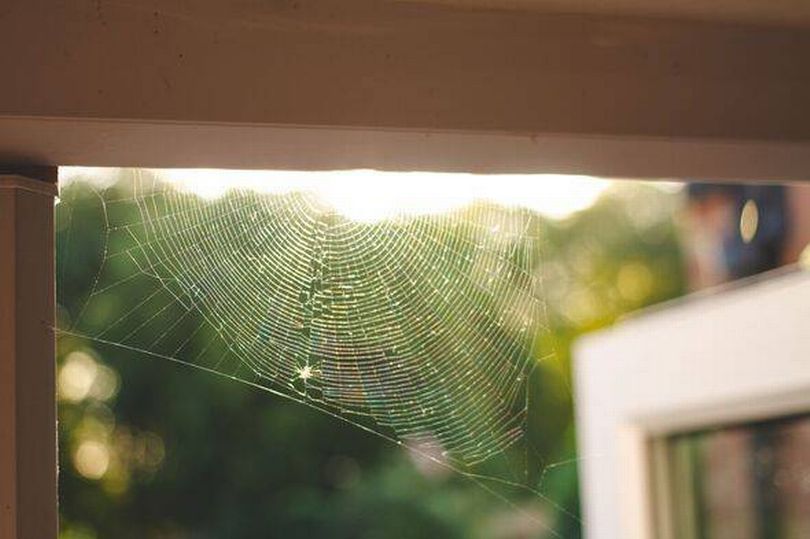 'I'm a spider expert and if you follow these 5 tips you'll keep them ...