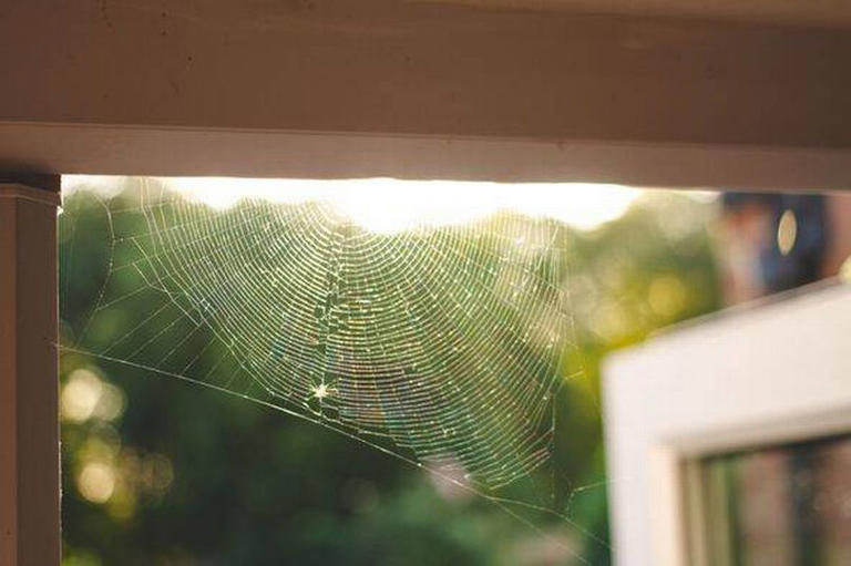 'I'm a spider expert and if you follow these 5 tips you'll keep them ...