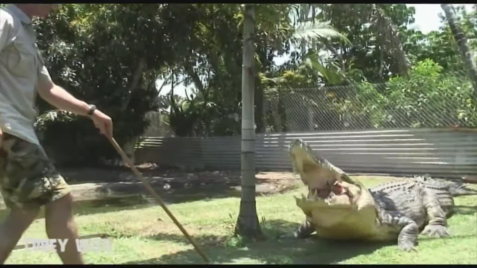 World's biggest crocodiles