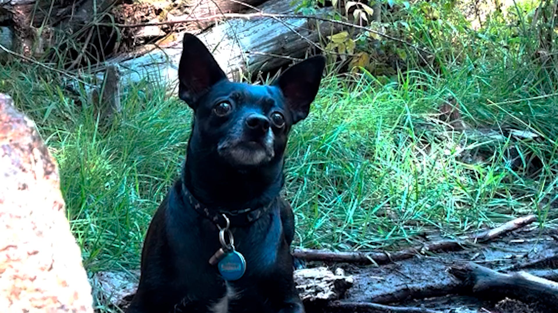 Watch a hiker spot a lost dog in Oregon woods and helps reunite it with ...