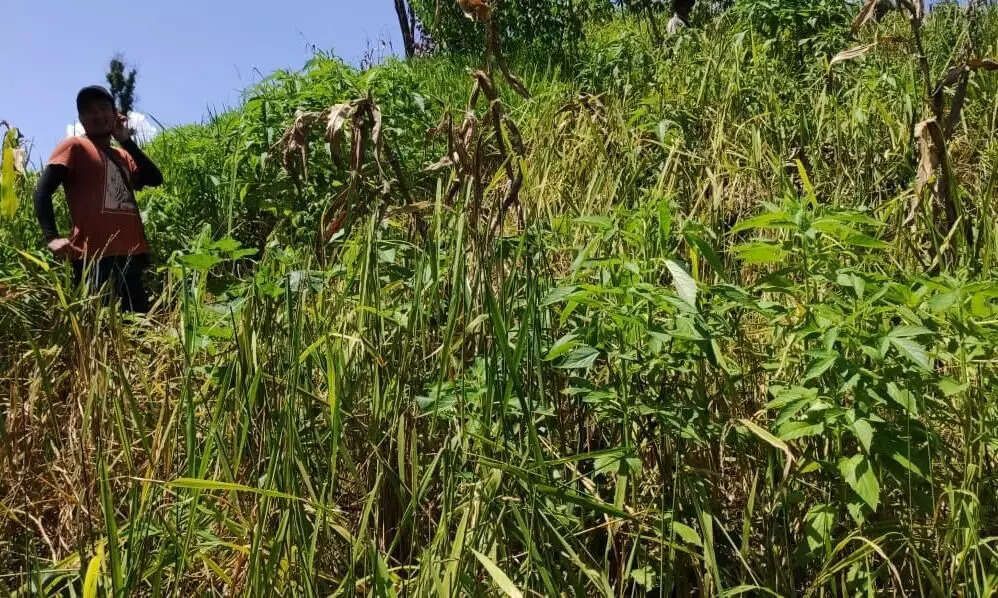 Zoologists Investigate Rodent Outbreak in Mizoram