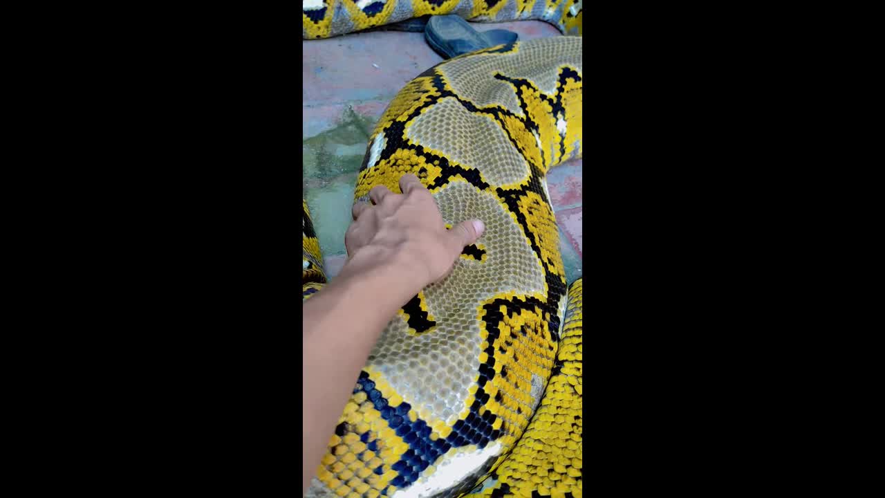 Calm reticulated python reacts to owner in Subang, Java, Indonesia