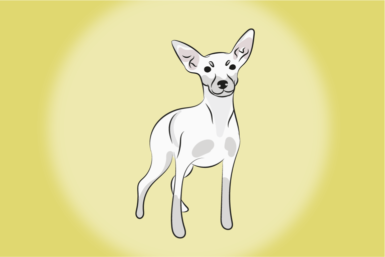 4 características do cachorro pinscher branco
