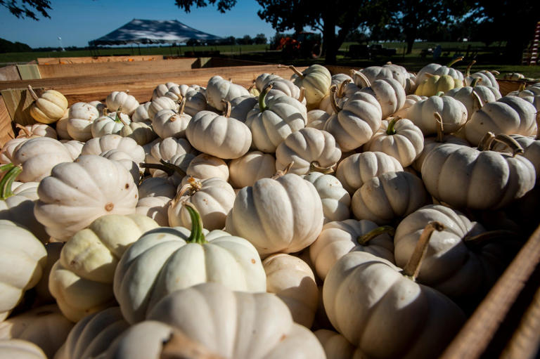 Looking for fall fun? Visit these 10 Alabama pumpkin patches before ...