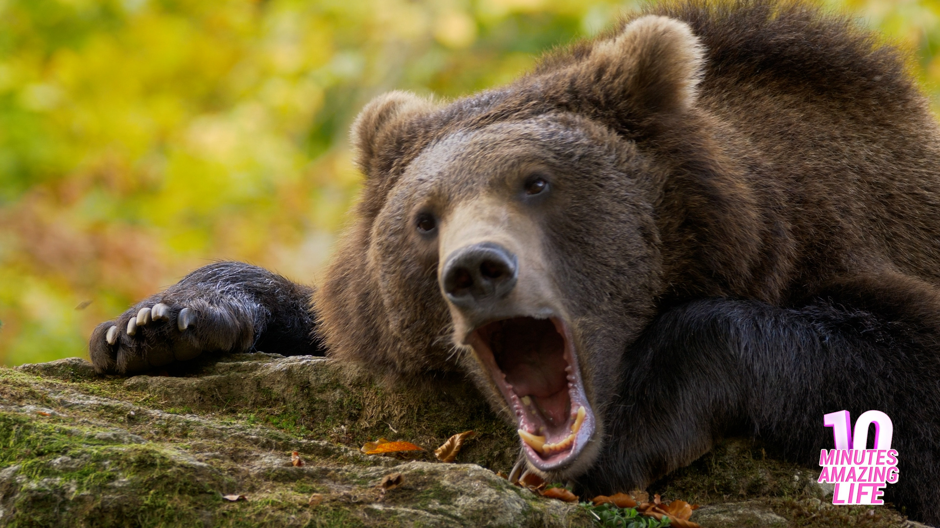 Bruine Beer Rust op een Met Mos Bedekte Rots in het Bos