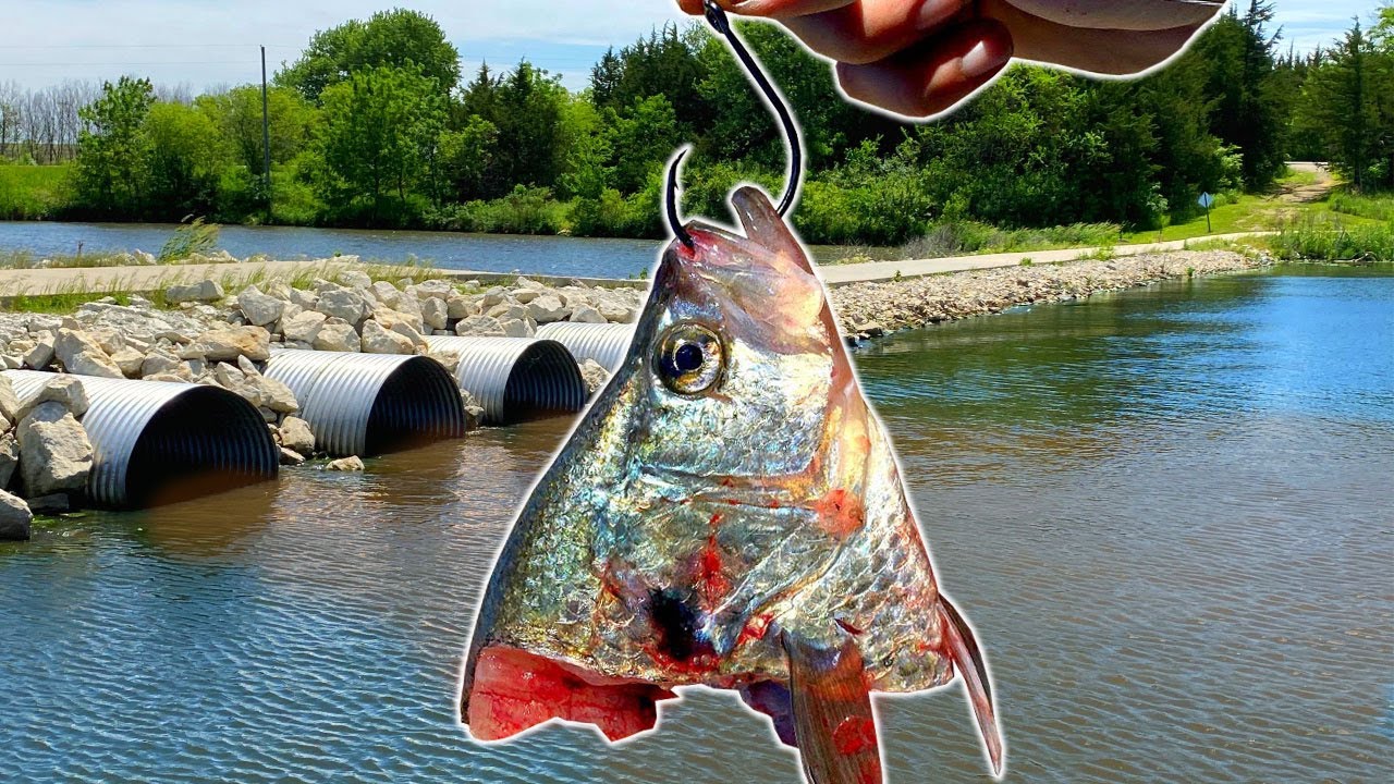 Big cut bait lands the predator we’ve been chasing