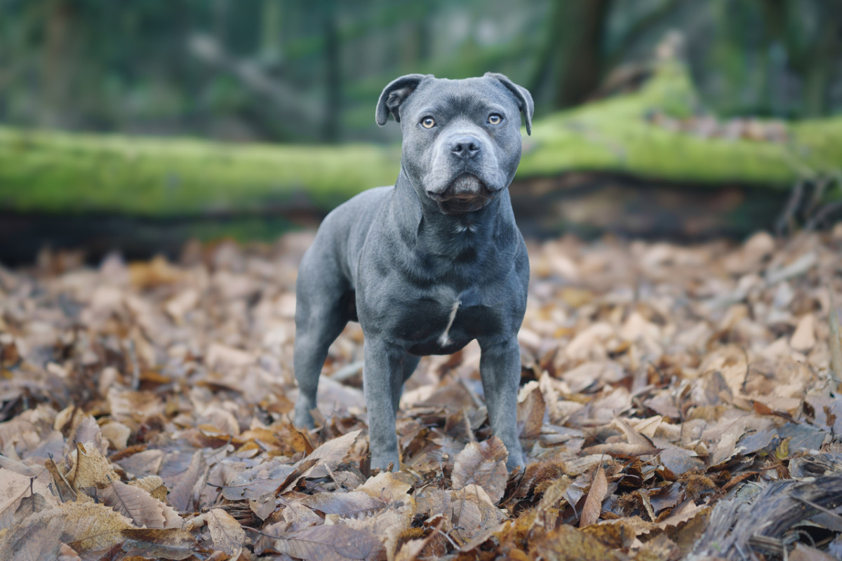 100+ Pitbull Names for Males and Females from Cute to Tough