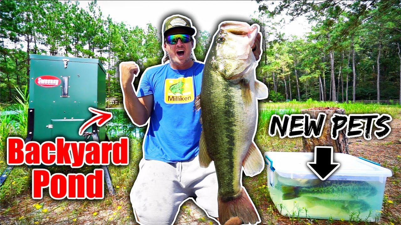 Stocking giant bass into my backyard pond