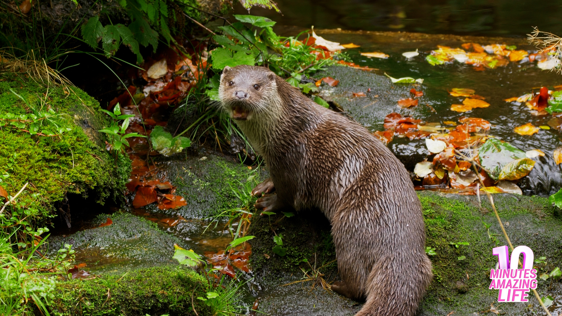 Europese Otter bij de Stroom in Zijn Natuurlijke Habitat