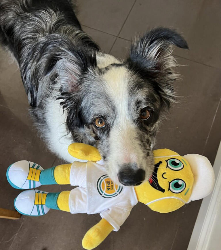 Brainy dogs “can work out how similar toys work – even when they don’t ...