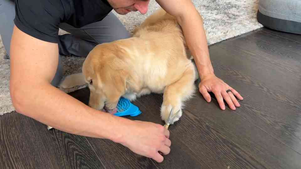 Easy Paw Care for Happy Dogs