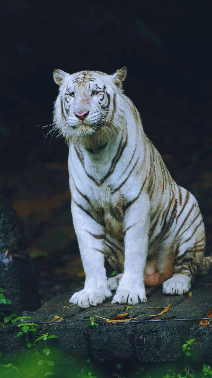 10 rare albino animals from around the world that will leave you in awe