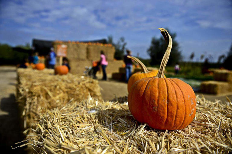 Best pumpkin patches in the Sacramento area? Yelp reviewers love these ...