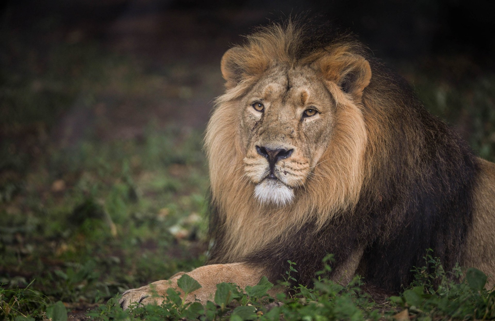 Famous Chester zoo lion Iblis passes away aged 18