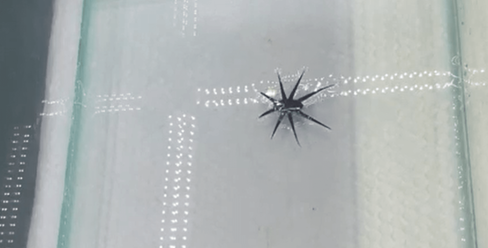 UVA engineers develop a way for robots to walk on water